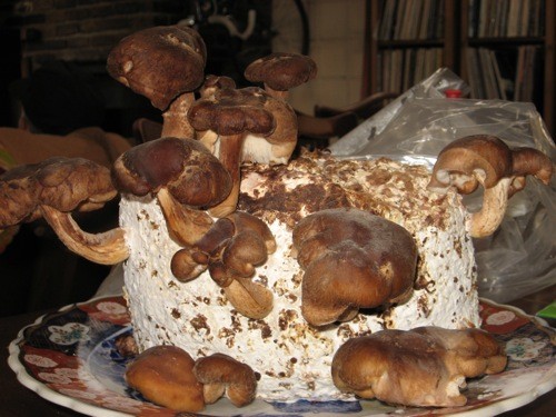 Memphis Flyer | Holy shiitake