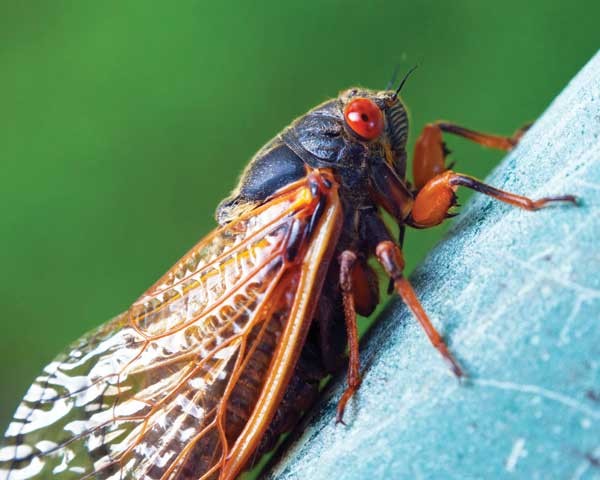 Memphis Flyer | Mating Call