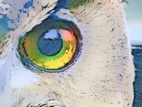 Memphis Flyer | Midnight and I’m Not Famous Yet*: Memphis Murder Owl ...