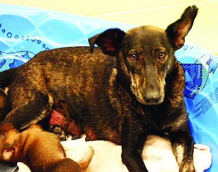 Memphis Flyer | The Litter Van That Could