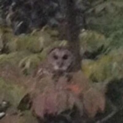 Memphis Flyer | Murder Owl Wins First FOTW Spirit Animal Poll